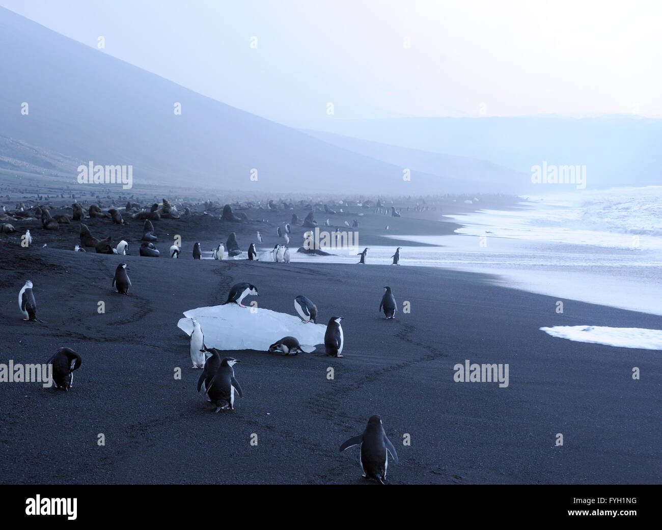 Chinstrap Penguins (Pygoscelis antarctica) on a lump of ice on the ...