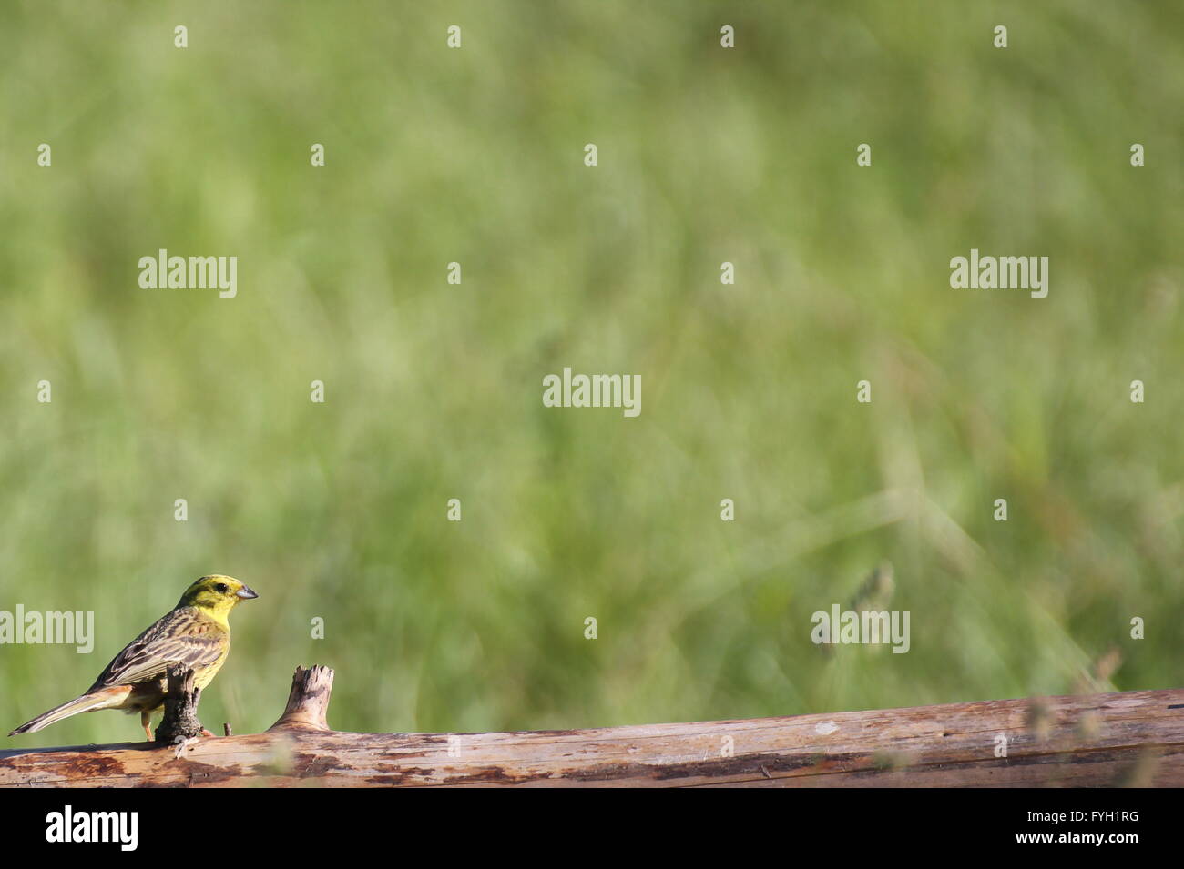 Yellow hammer bird hi-res stock photography and images - Alamy