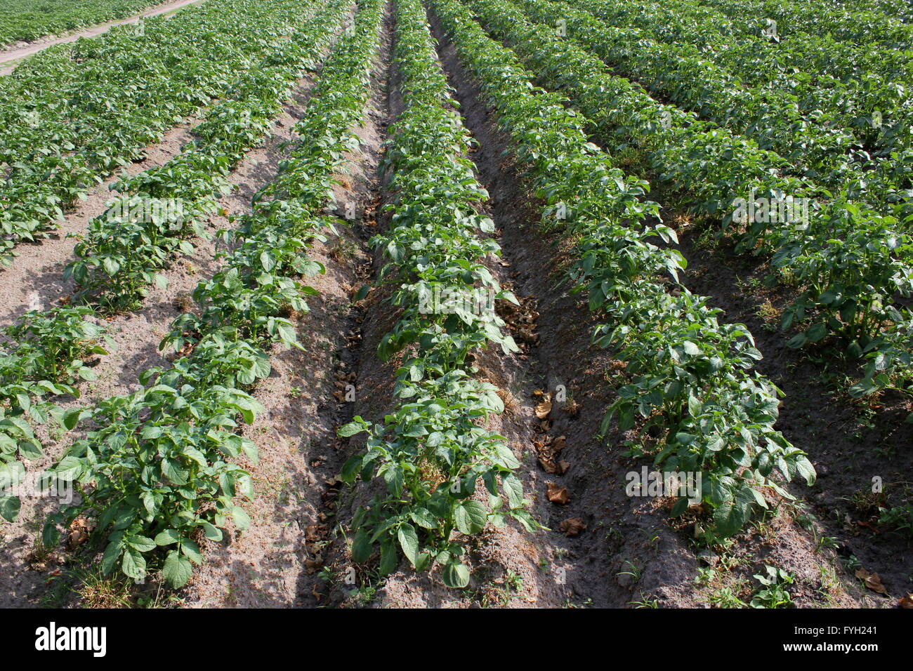 Potato plants in rows Stock Photo - Alamy