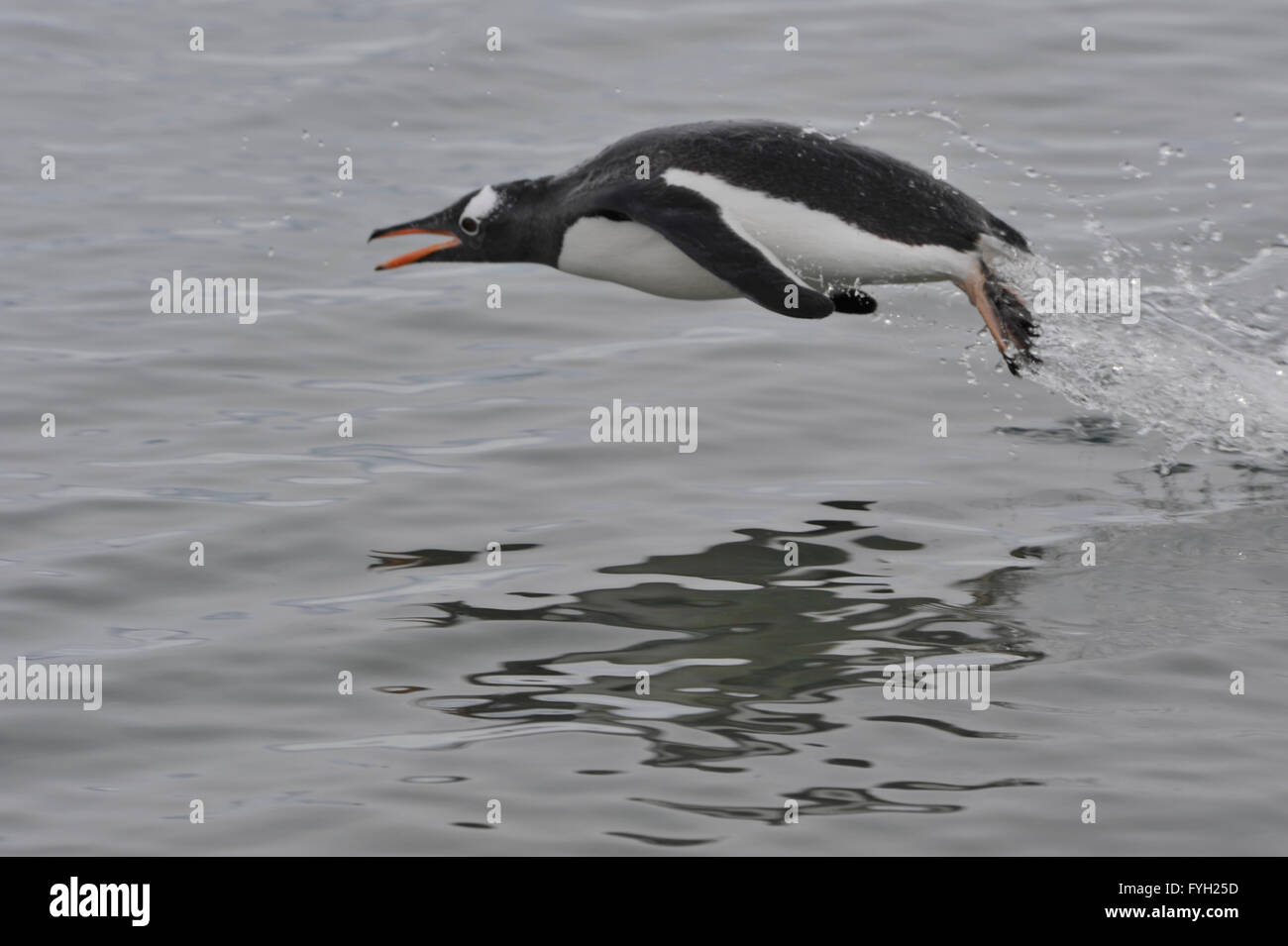 Gentoo Penguin jumping in the water Stock Photo - Alamy