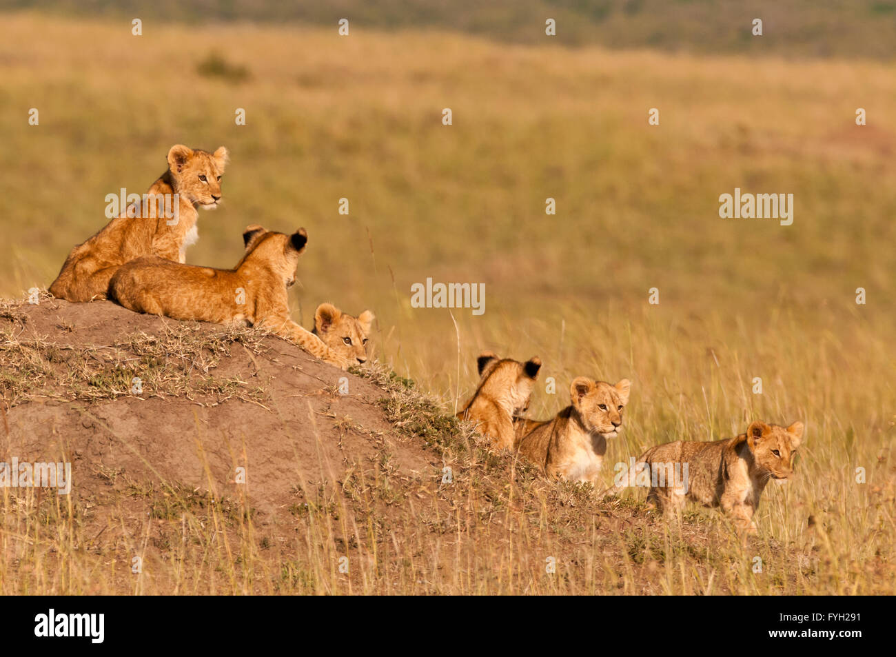Group of lion cubs waiting while their mothers were hunting, taken ...