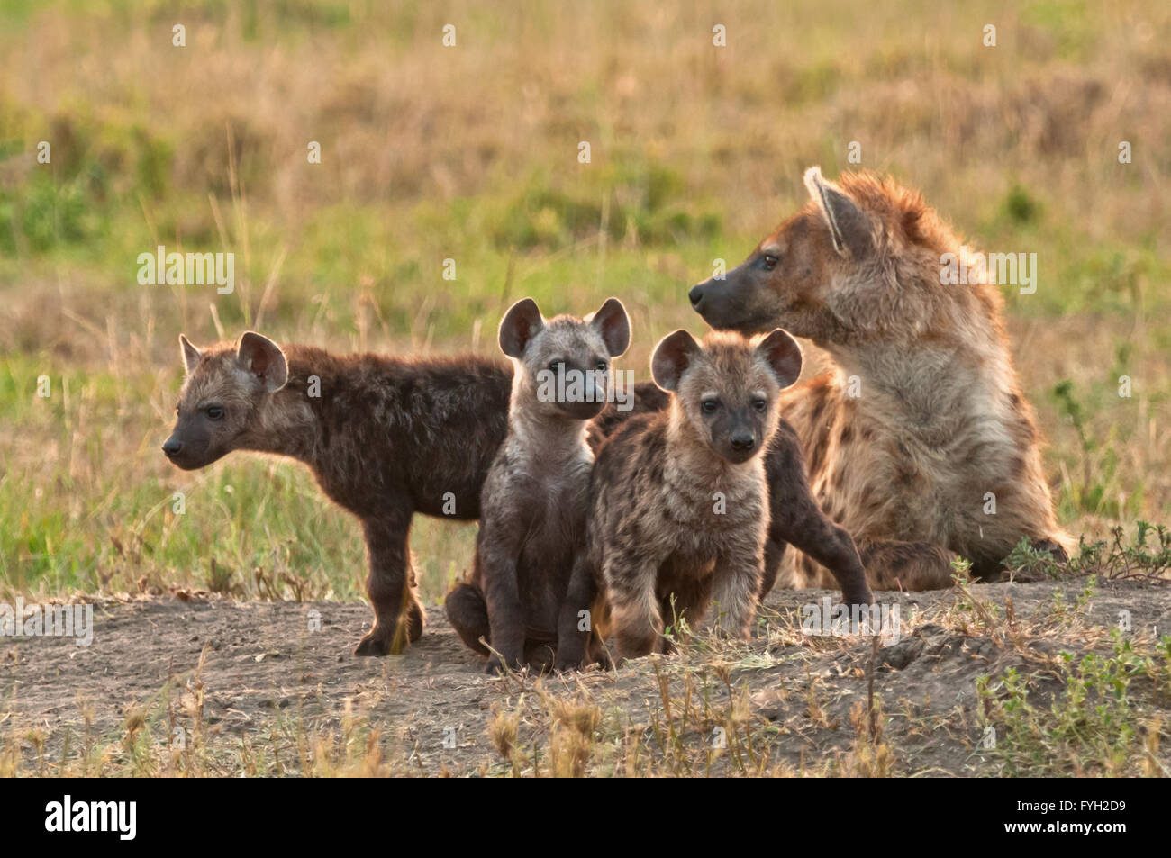 Hyena cubs hi-res stock photography and images - Alamy