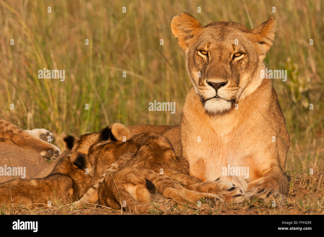 lioness from the Paradise pride relaxing with several lion cubs, taken ...