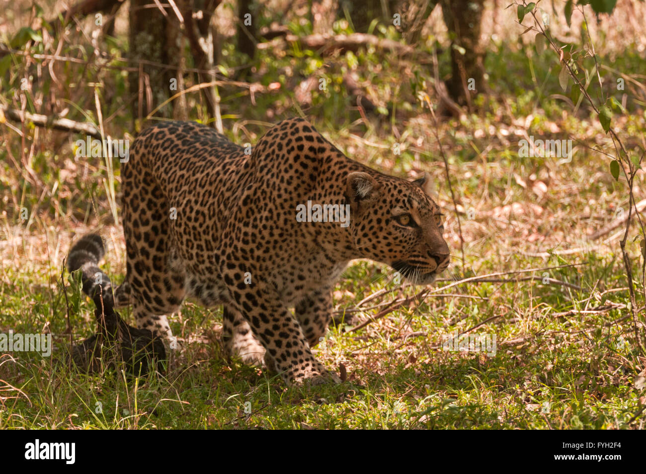 Female leopard in the open while out hunting, taken while on safari ...