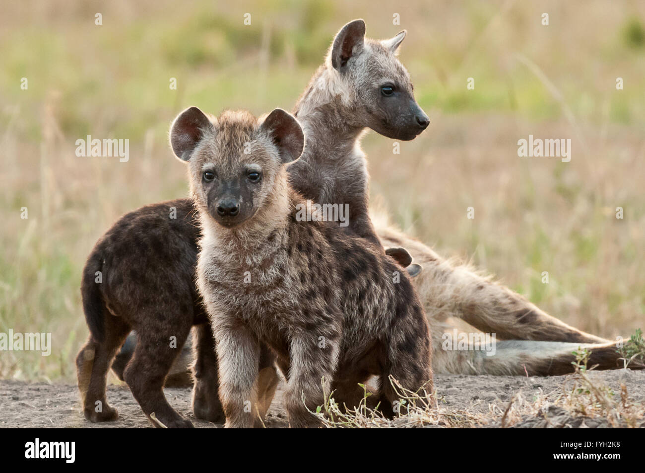 Hyena cubs hi-res stock photography and images - Alamy