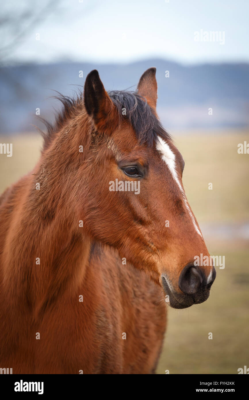 Portrait of brown horse Stock Photo - Alamy