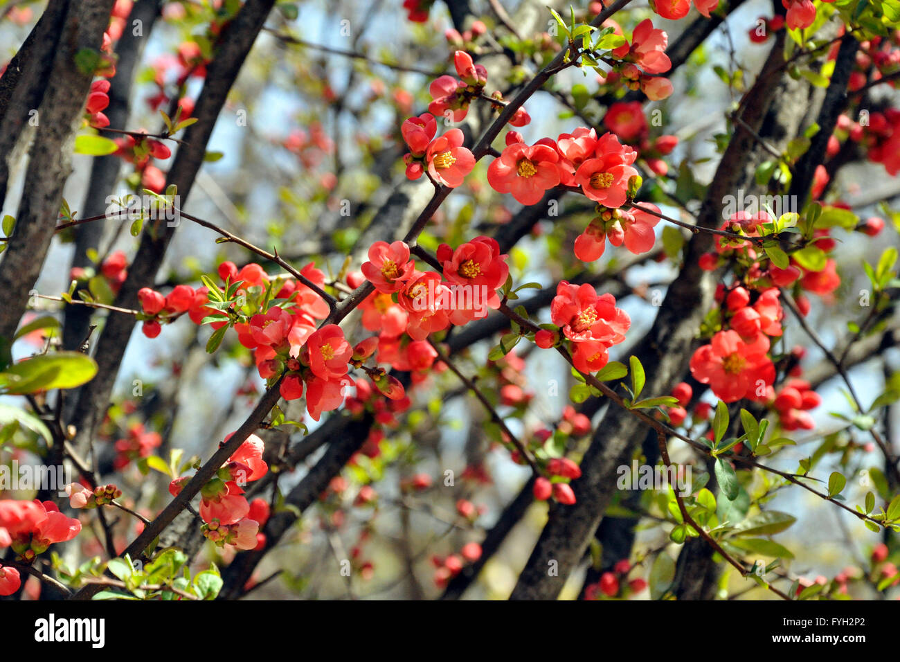 South korea korean flower hi-res stock photography and images - Alamy