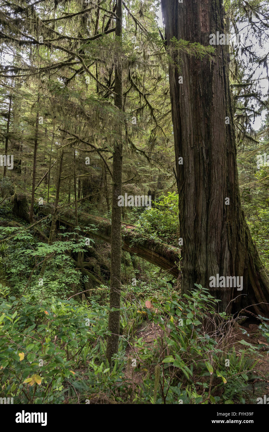 Giant Western red cedar and deadfall lying across gully, Pacific Rim ...