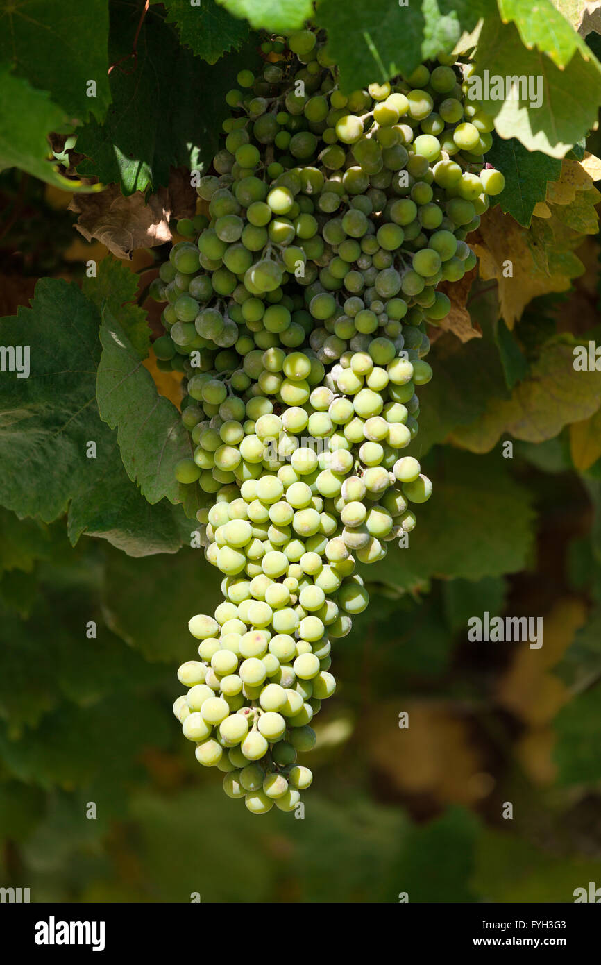 Grapevine shade hi-res stock photography and images - Alamy