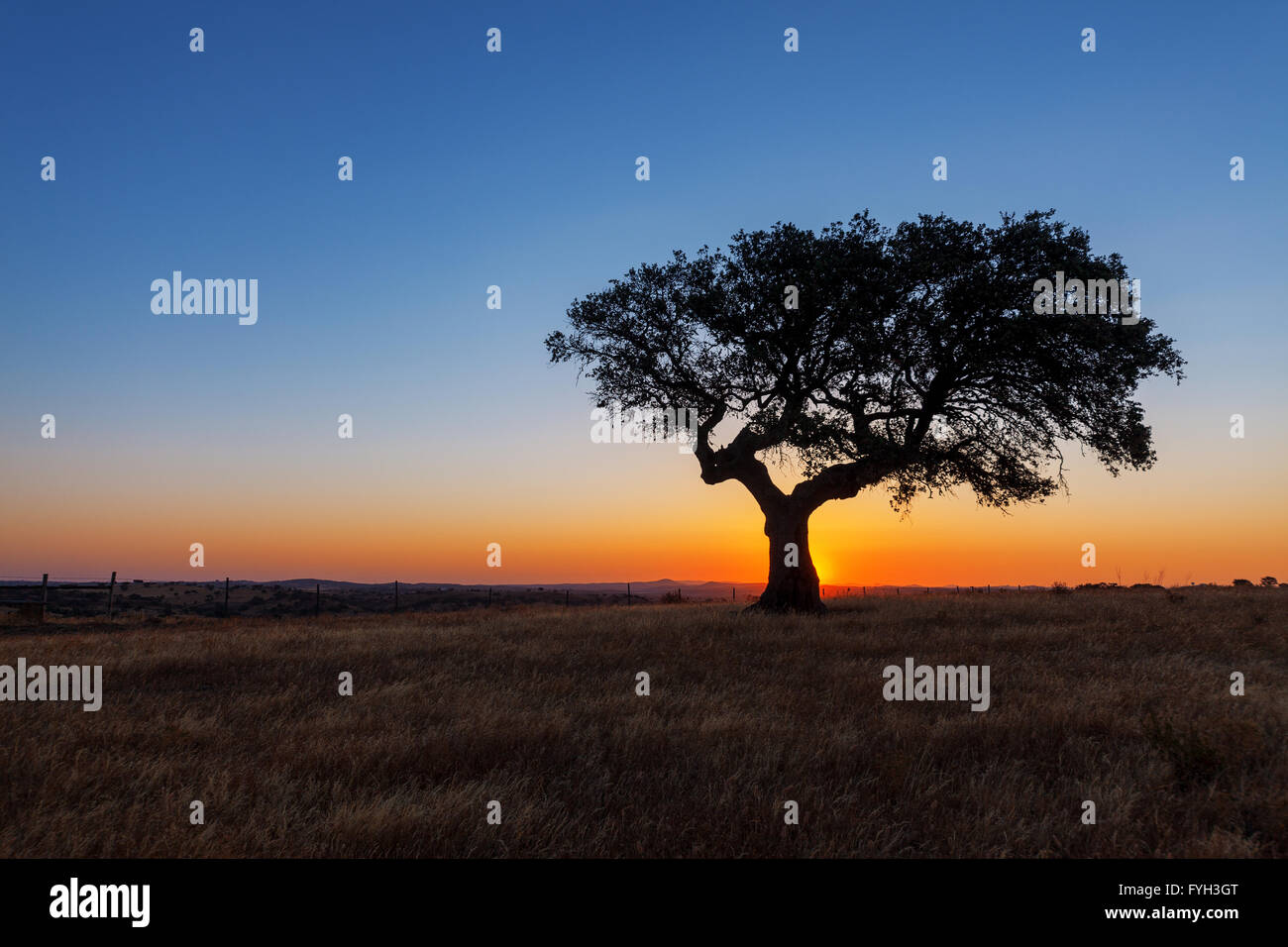 Single trunk of a mighty tree hi-res stock photography and images - Alamy