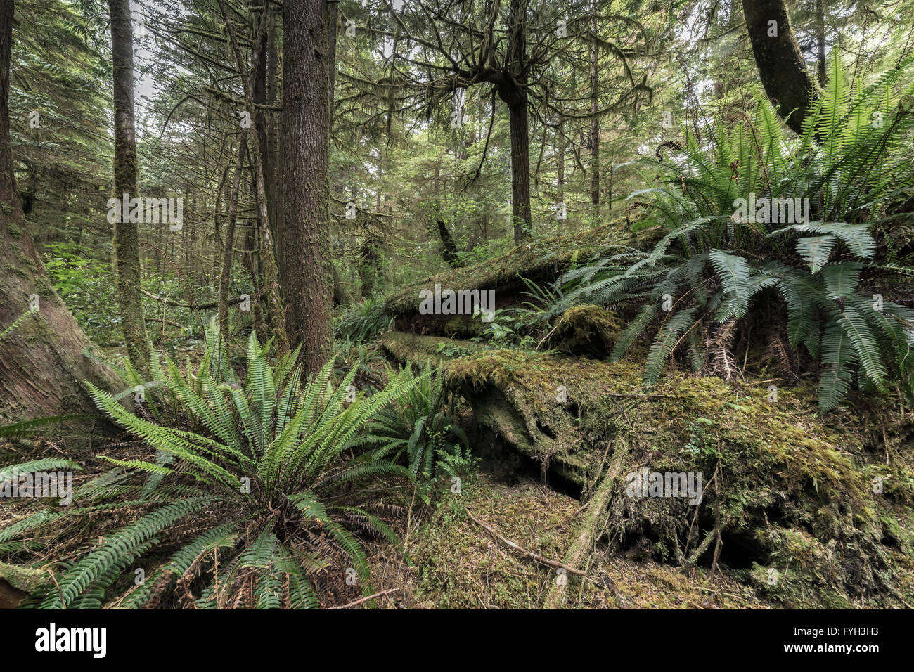 Fallen giant Western red cedar turning into a nurse log, Pacific Rim ...