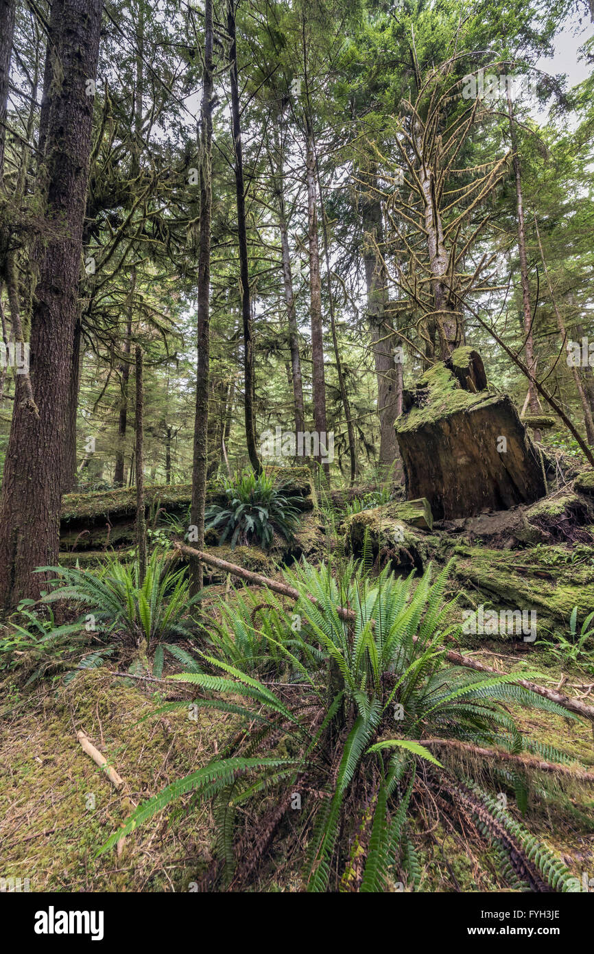 Old stump of a logged tree with ferns, deadfalls and mosses, Pacific ...