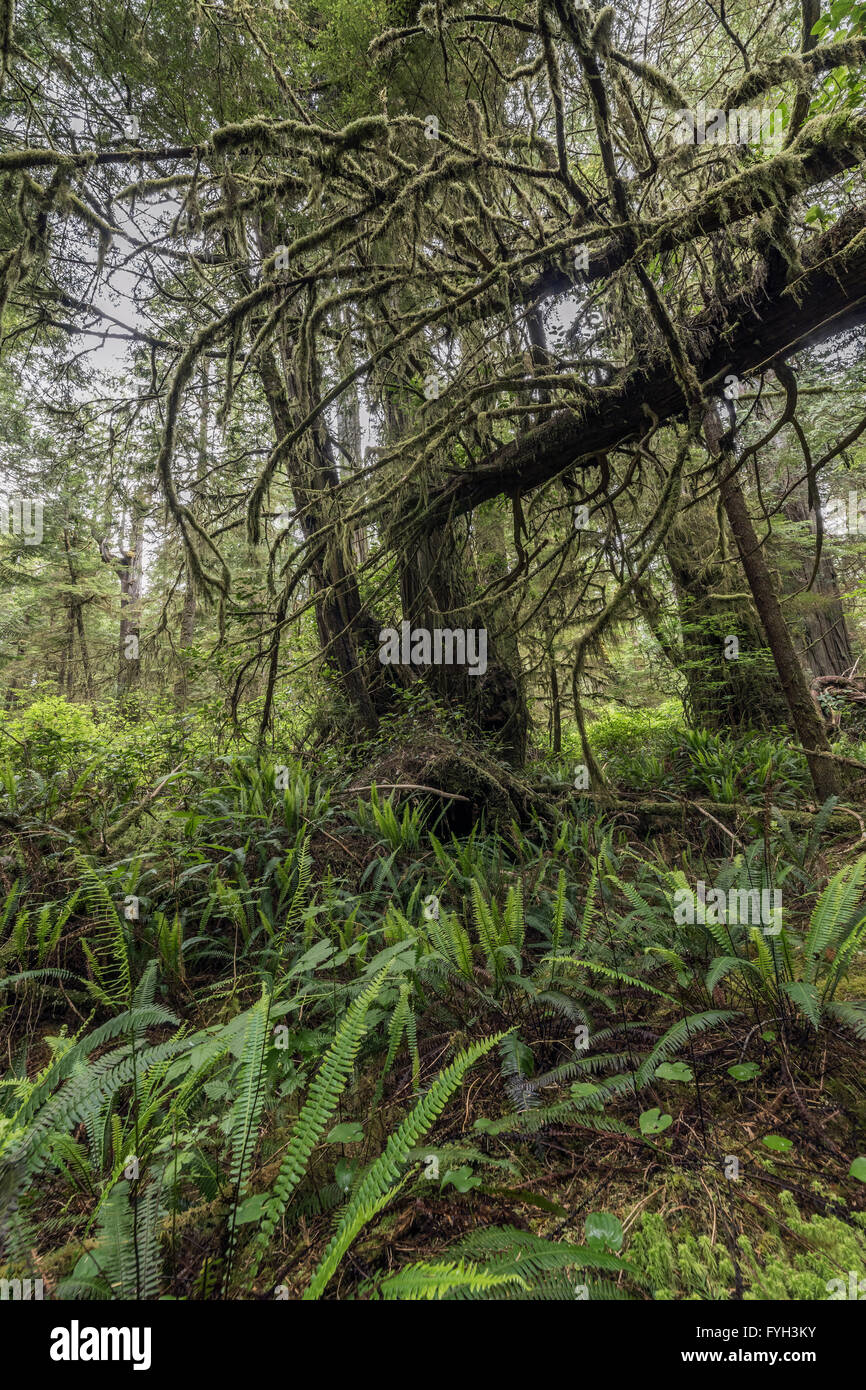 Rain forest with moss-covered hanging deadfall and ferns, Pacific Rim ...