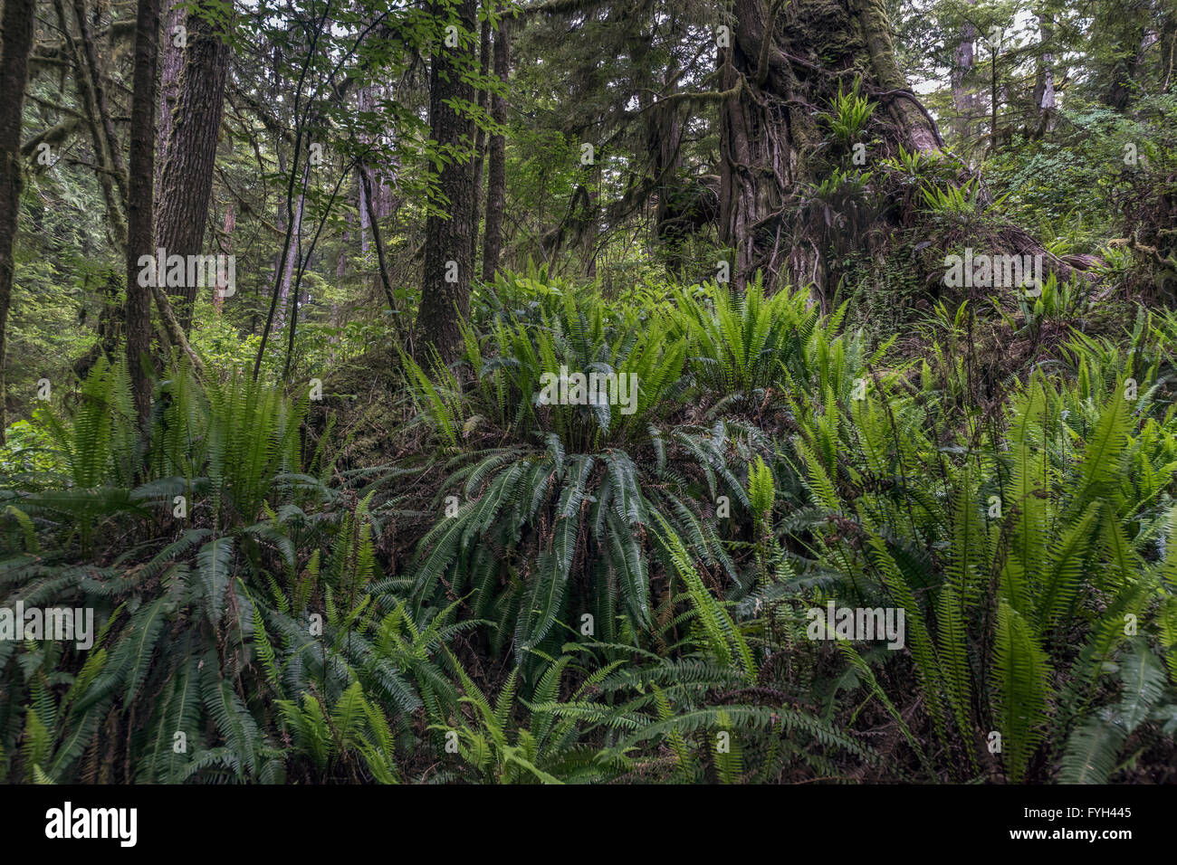 Impenetrable rain forest, Pacific Rim National Park, Tofino, British ...