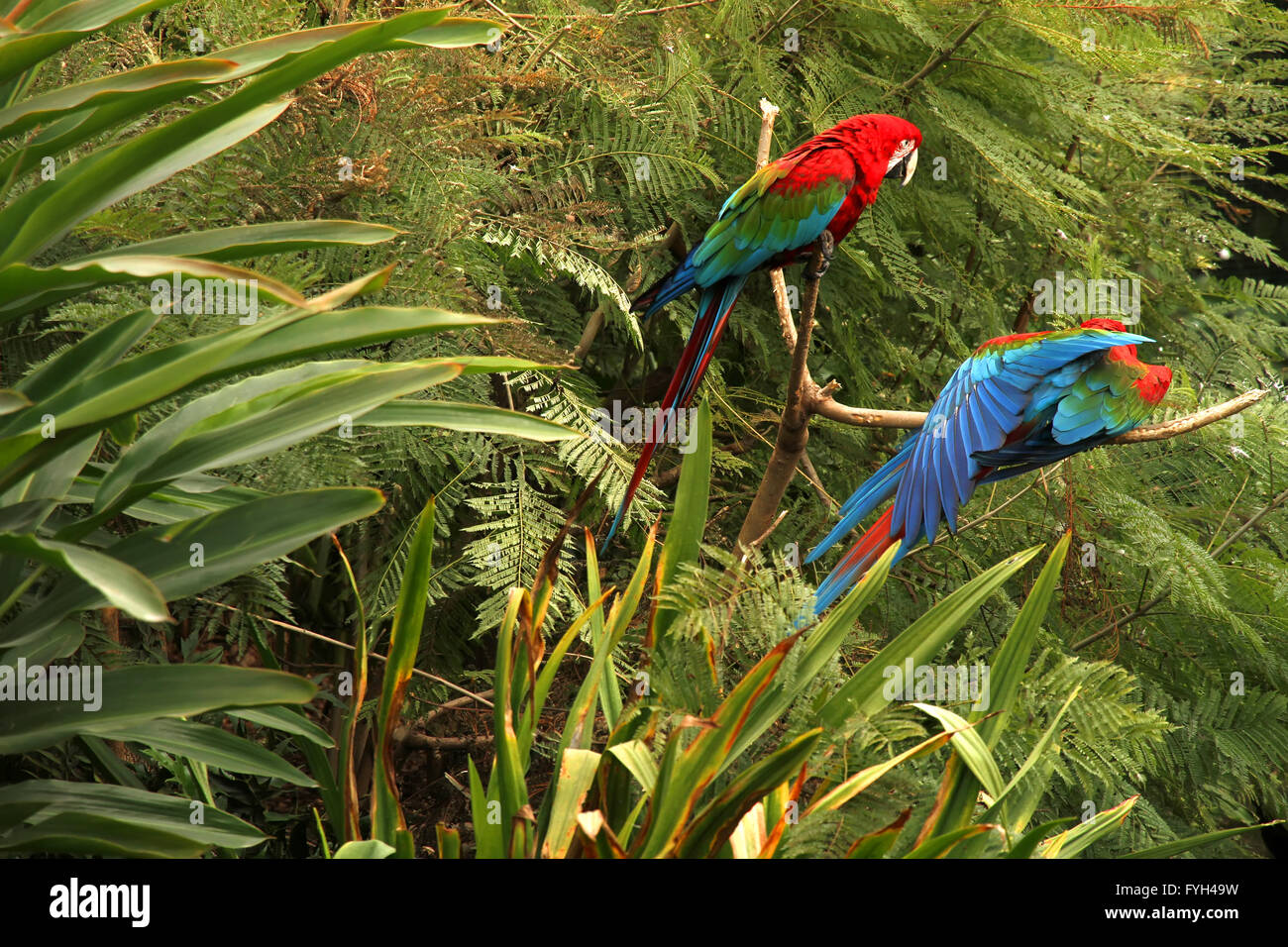 Parrots in the Forest Stock Photo - Alamy