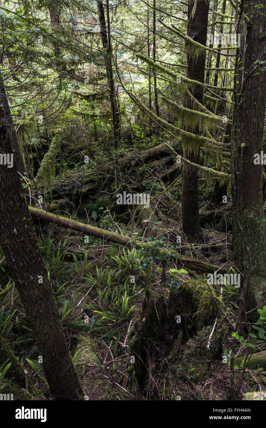 The untamed forest, Rainforest Trail A, Pacific Rim National Park ...