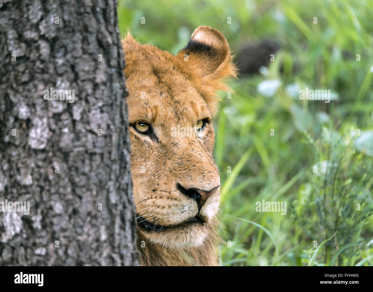 Young lion peeking out from behind a tree, Ngala, South Africa Stock ...