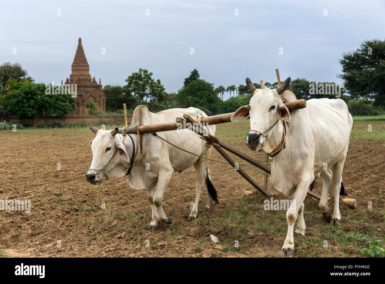 Oxen pulling plow hi-res stock photography and images - Alamy