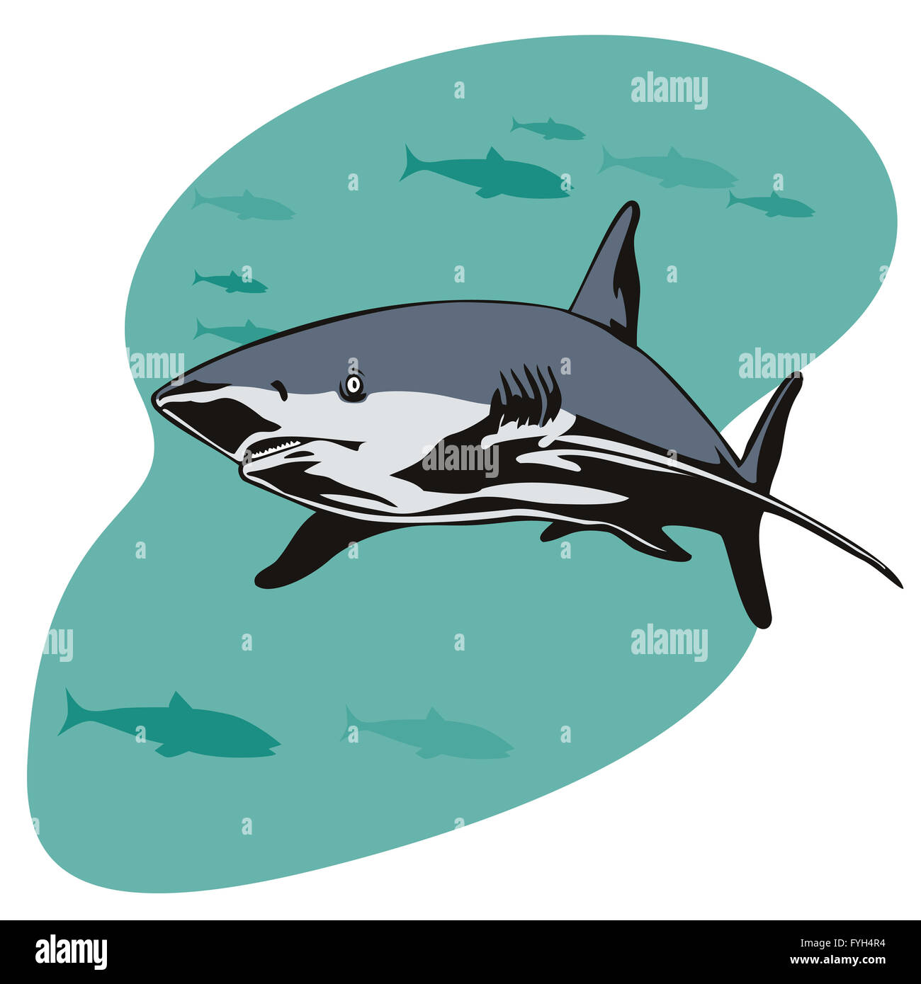 Shark Swimming Front View Stock Photo - Alamy