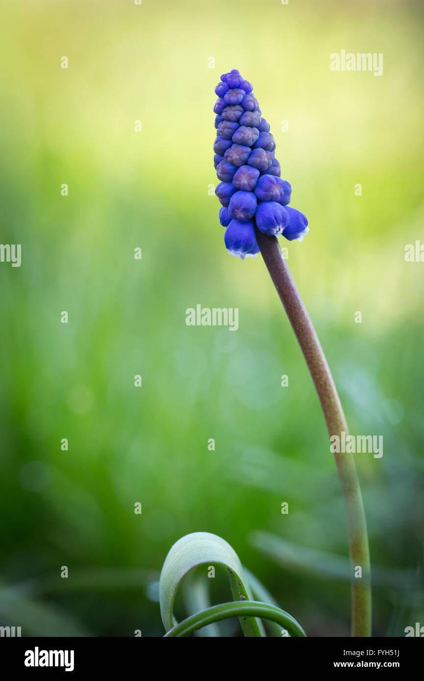 Blue muscari flower in spring garden. Spring flower background Stock ...