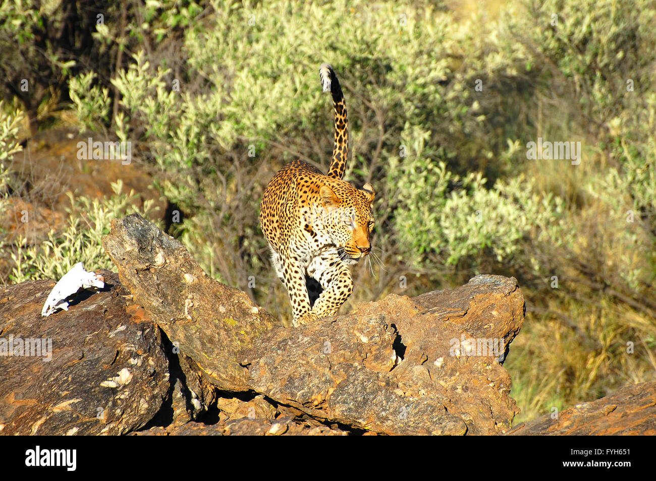 Leopard - Namibia Stock Photo - Alamy