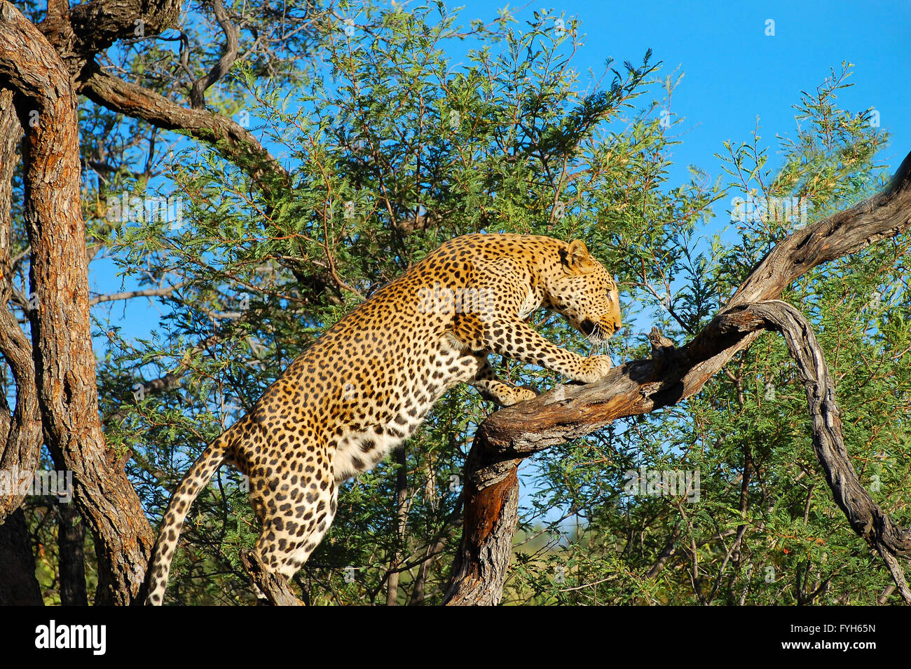 Leopard on a Branch - Namibia Stock Photo - Alamy