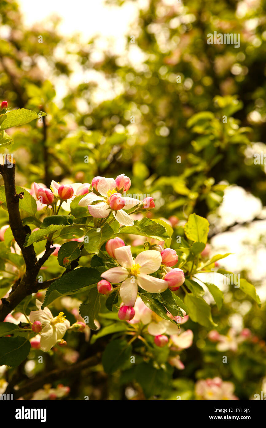 Apple tree flow hi-res stock photography and images - Alamy
