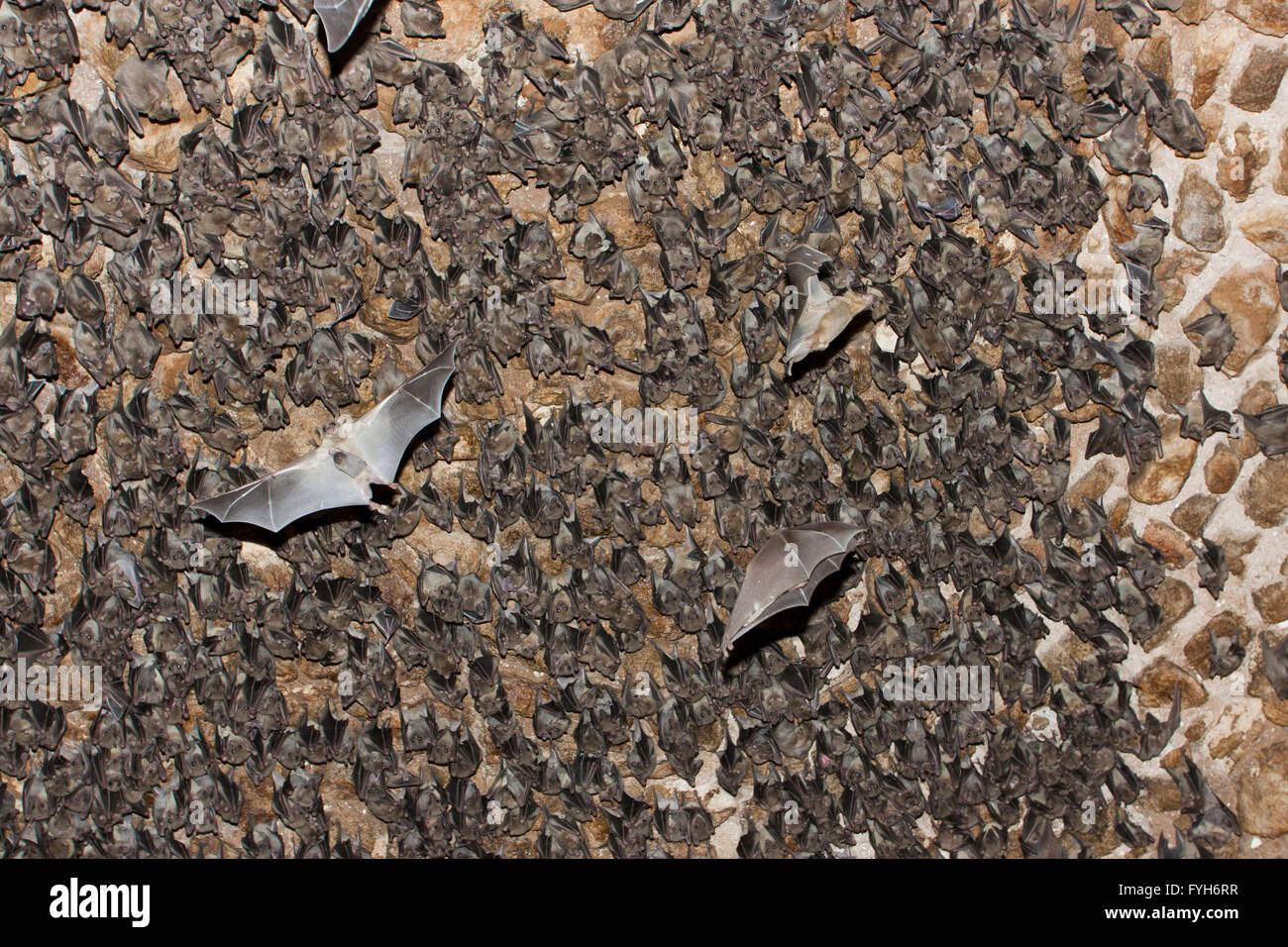 Egyptian Fruit Bat (Rousettus aegyptiacus) On a cave's wall ...