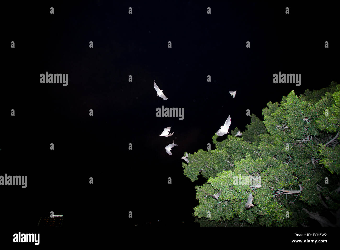 Egyptian Fruit Bat (Rousettus aegyptiacus) in flight at night ...