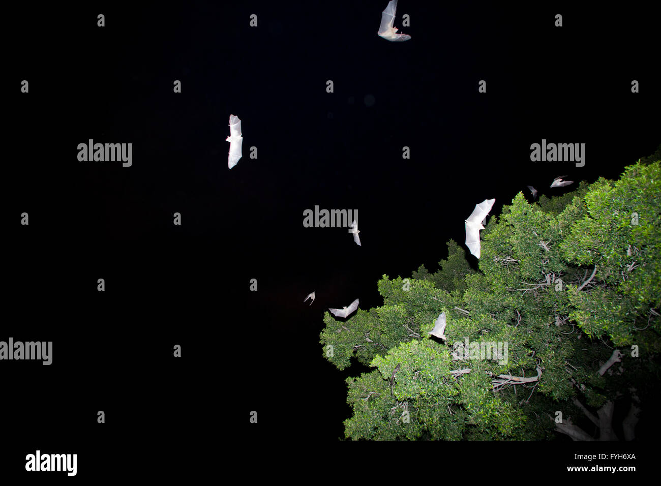 Egyptian Fruit Bat (Rousettus aegyptiacus) in flight at night ...