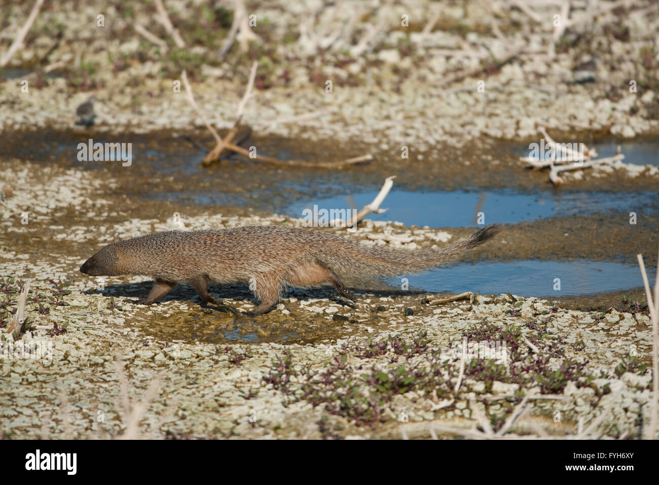 Egyptian Mongoose (Herpestes ichneumon) The Egyptian mongoose is the ...