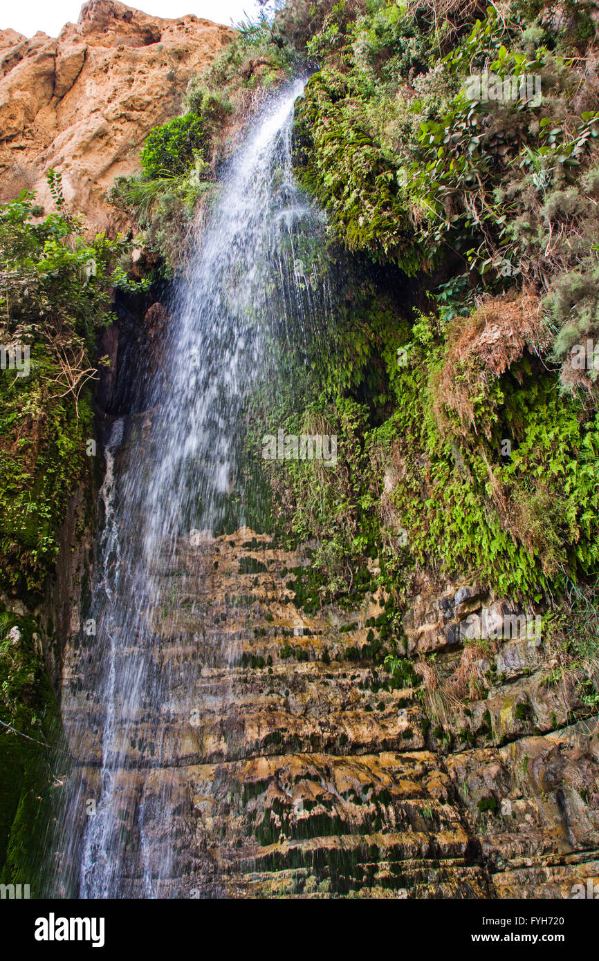 Ein Gedi sweet water springs, in the judean desert, israel Israel, the ...