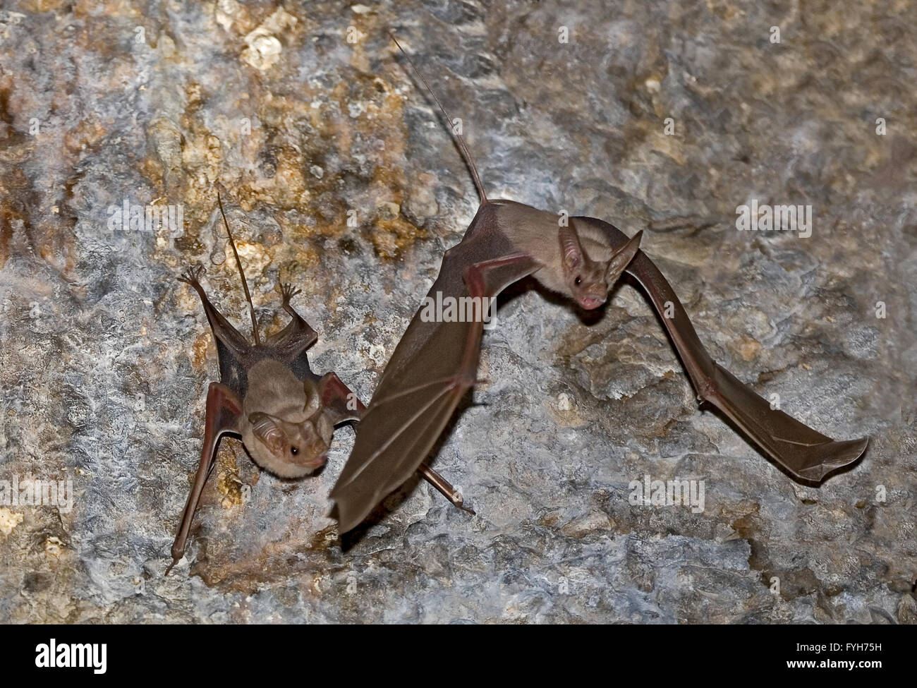 Greater Mouse-tailed Bat (Rhinopoma microphyllum) is a species of bat ...