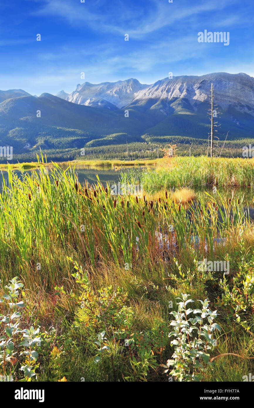 Jasper national park spring flower hi-res stock photography and images ...