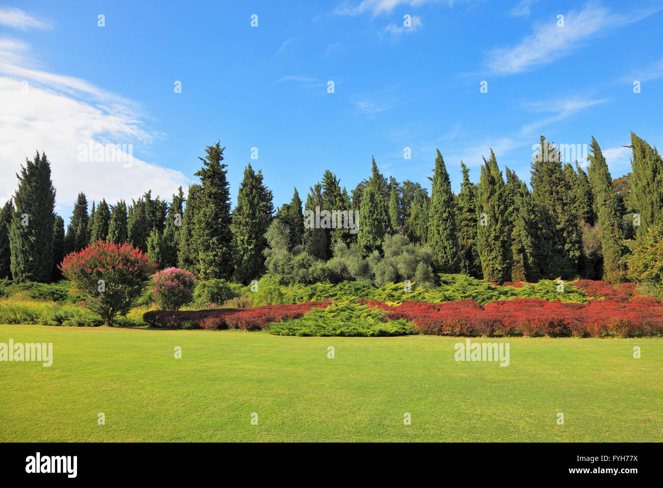 The coniferous trees and blossoming red bushes Stock Photo - Alamy
