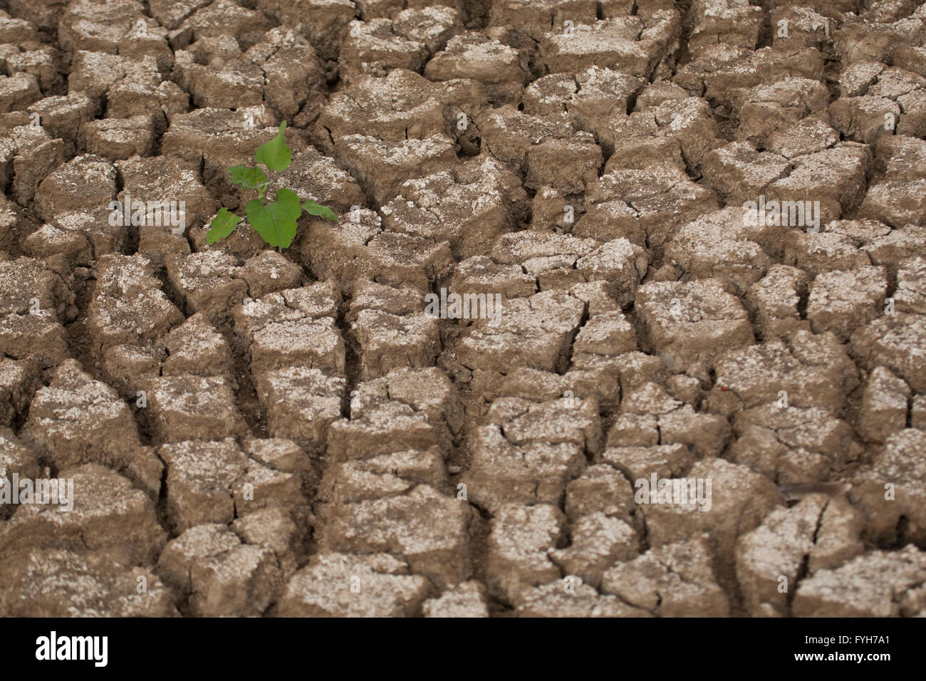 environmental concept, Water shortage and drought Dry cracked mud Stock ...