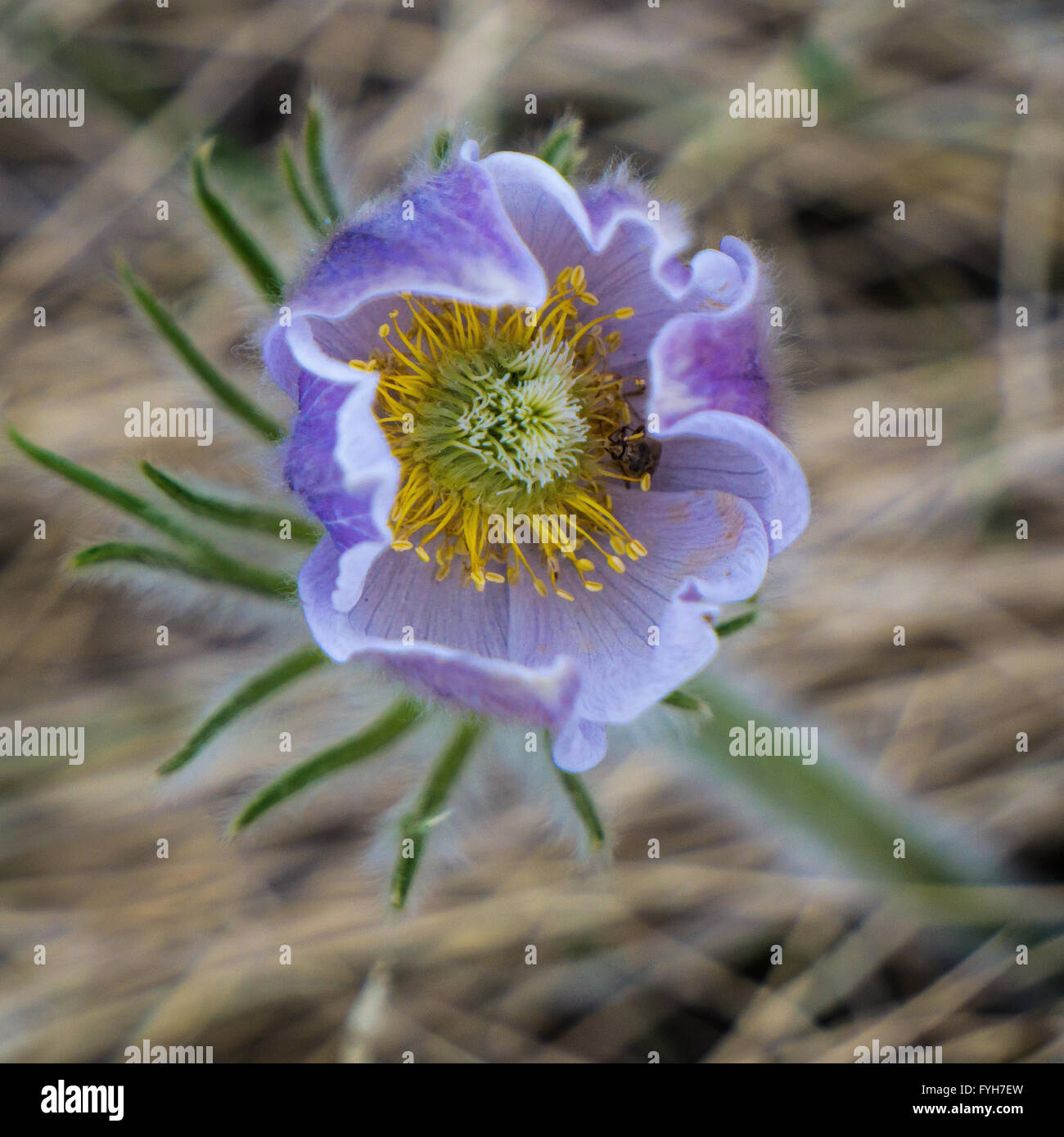 Macro image of crocus hi-res stock photography and images - Alamy