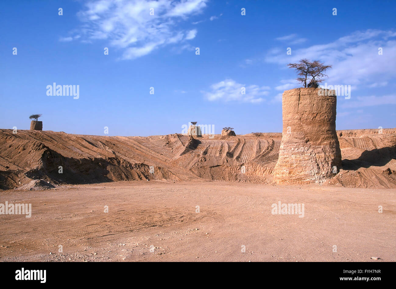 Umbrella thorn acacia tree hi-res stock photography and images - Alamy