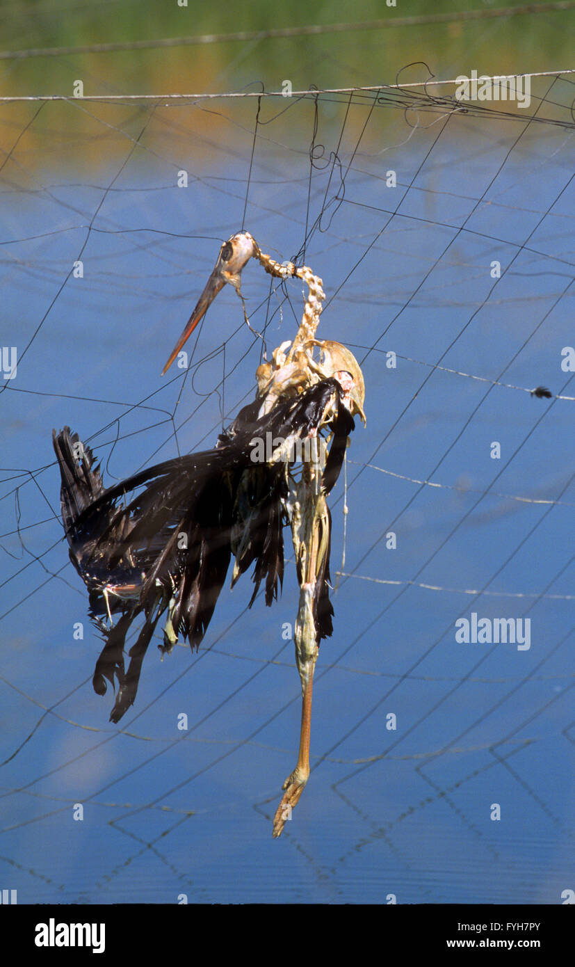 A dead stork caught in net over a fish breeding pool. The net is placed ...