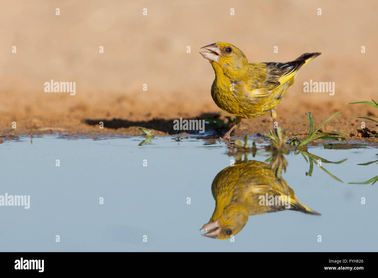 Finch family hi-res stock photography and images - Alamy