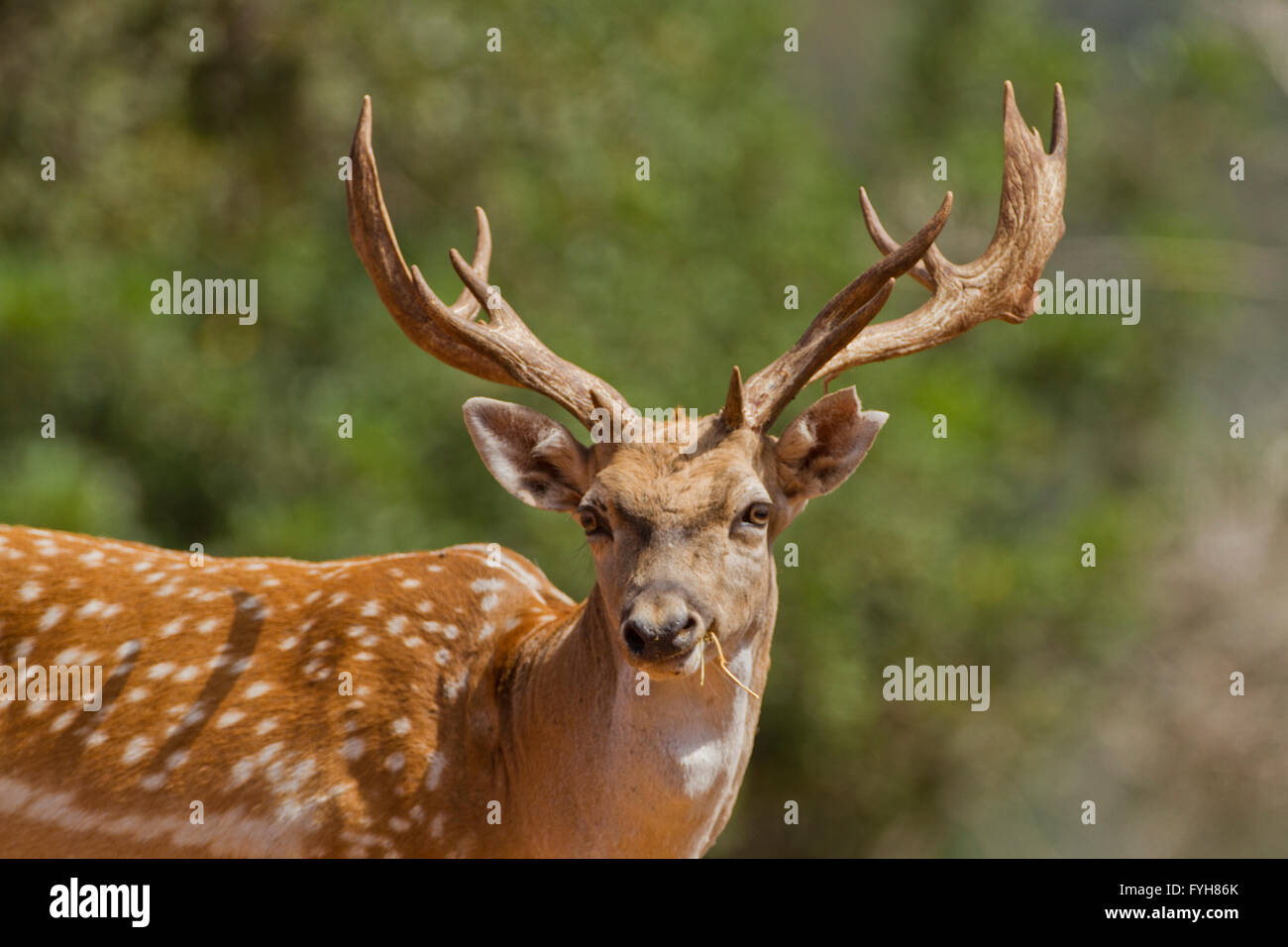 Male Mesopotamian Fallow deer (Dama mesopotamica) Photographed in ...