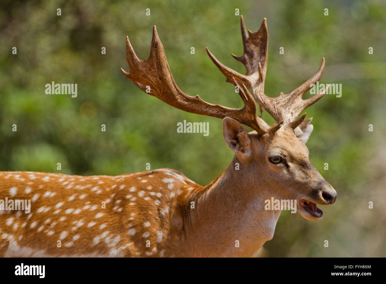 Male Mesopotamian Fallow deer (Dama mesopotamica) Photographed in ...