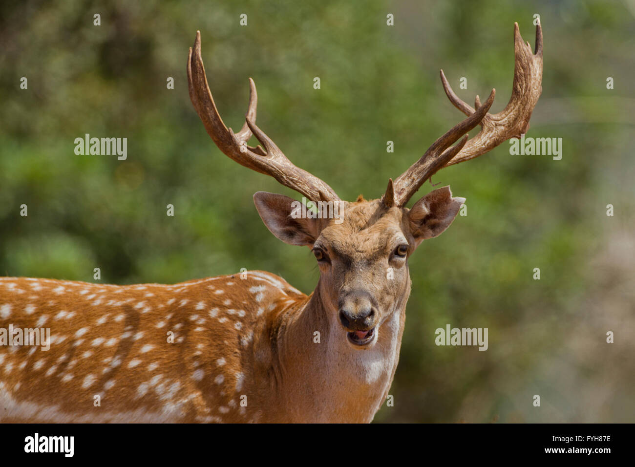 Male Mesopotamian Fallow deer (Dama mesopotamica) Photographed in ...