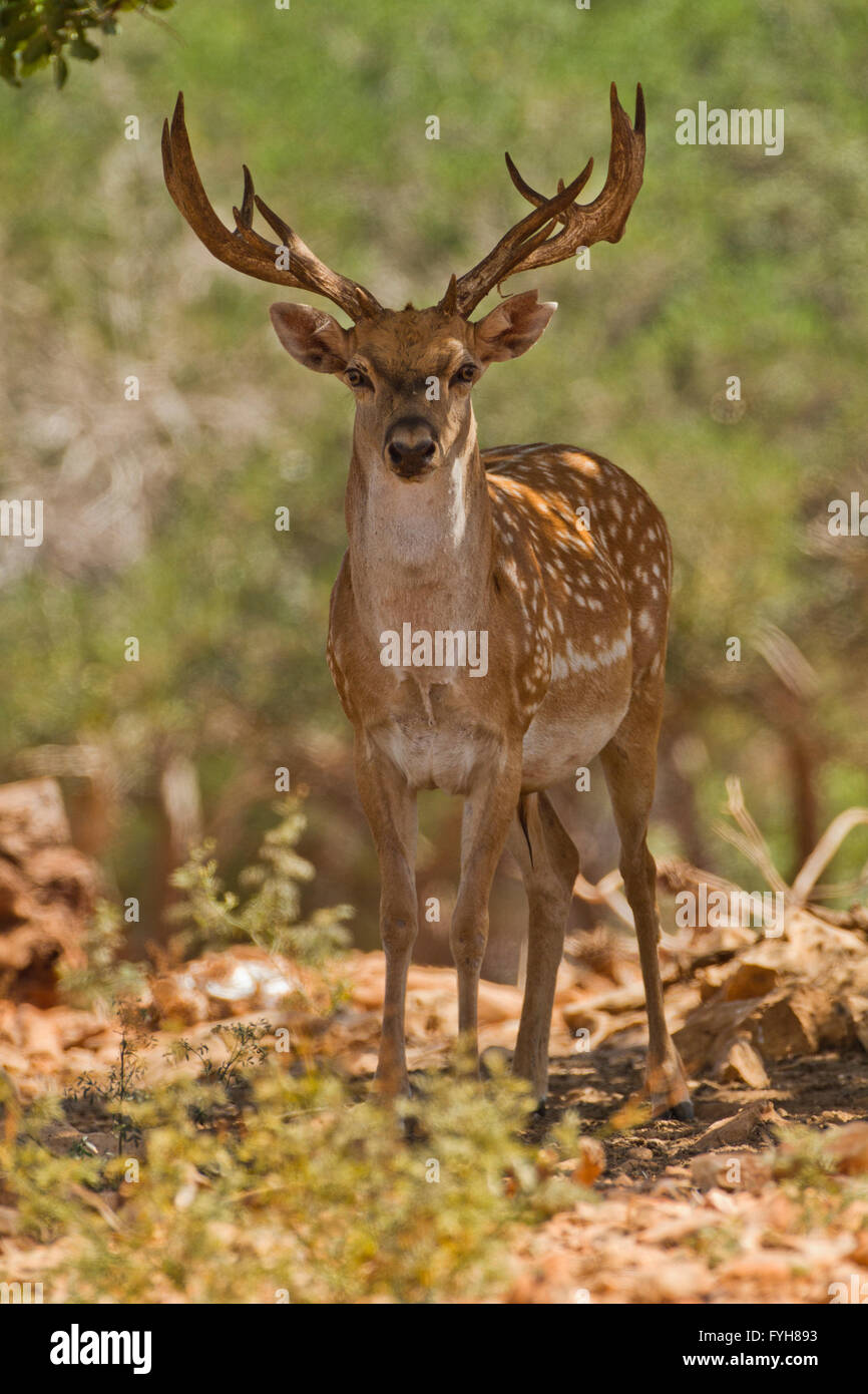 Male Mesopotamian Fallow deer (Dama mesopotamica) Photographed in ...