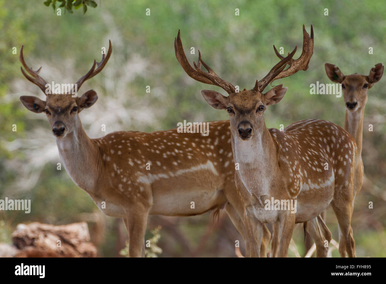 Male Mesopotamian Fallow deer (Dama mesopotamica) Photographed in ...