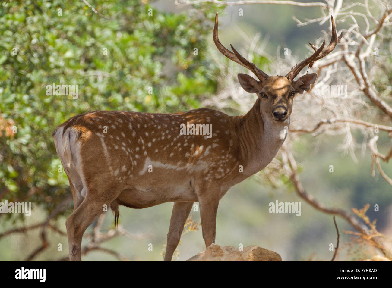 Male Mesopotamian Fallow deer (Dama mesopotamica) Photographed in ...