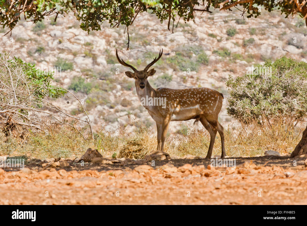 Male Mesopotamian Fallow deer (Dama mesopotamica) Photographed in ...