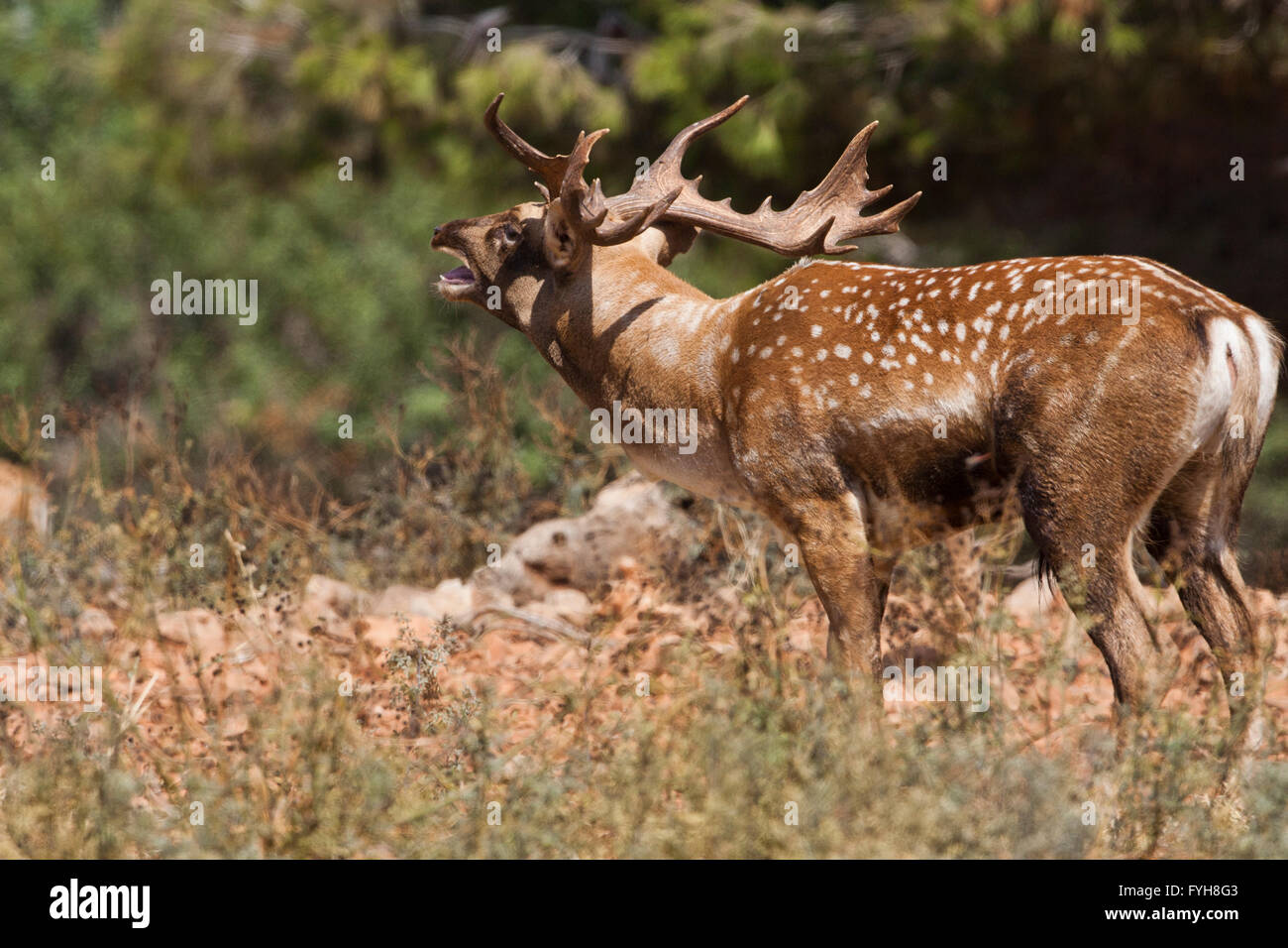 Male Mesopotamian Fallow deer (Dama mesopotamica) Photographed in ...