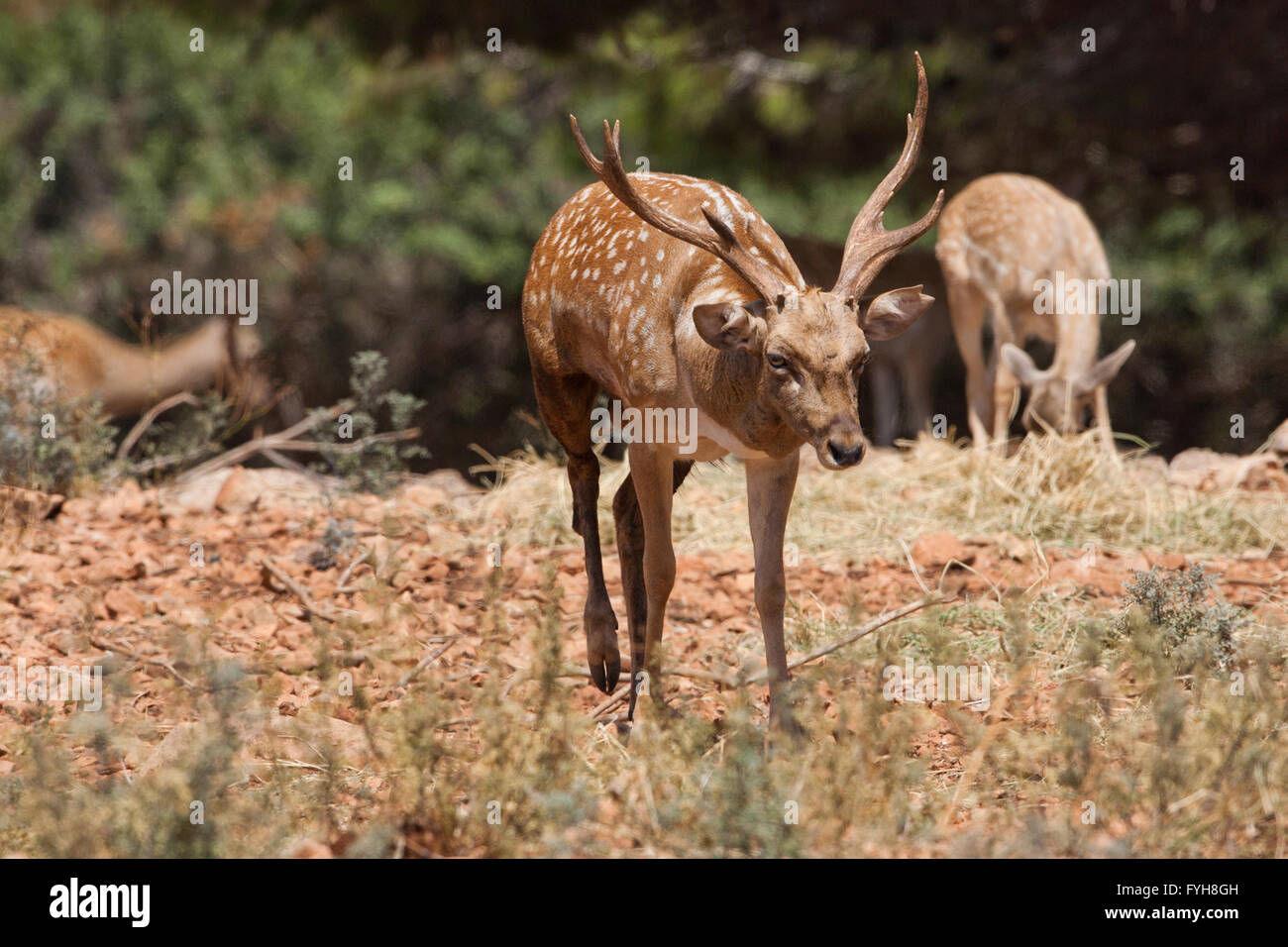 Male Mesopotamian Fallow deer (Dama mesopotamica) Photographed in ...