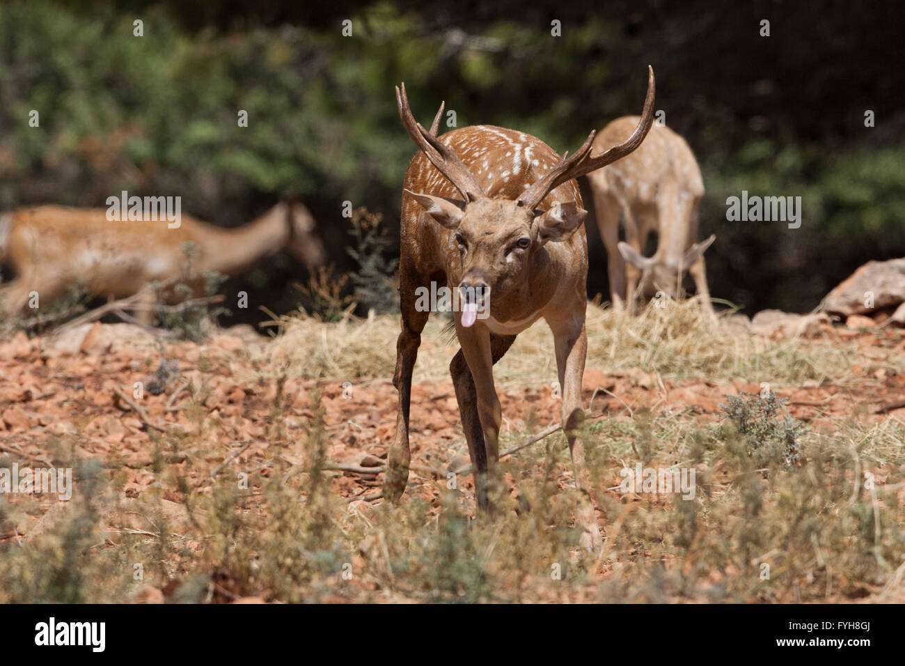 Male Mesopotamian Fallow deer (Dama mesopotamica) Photographed in ...